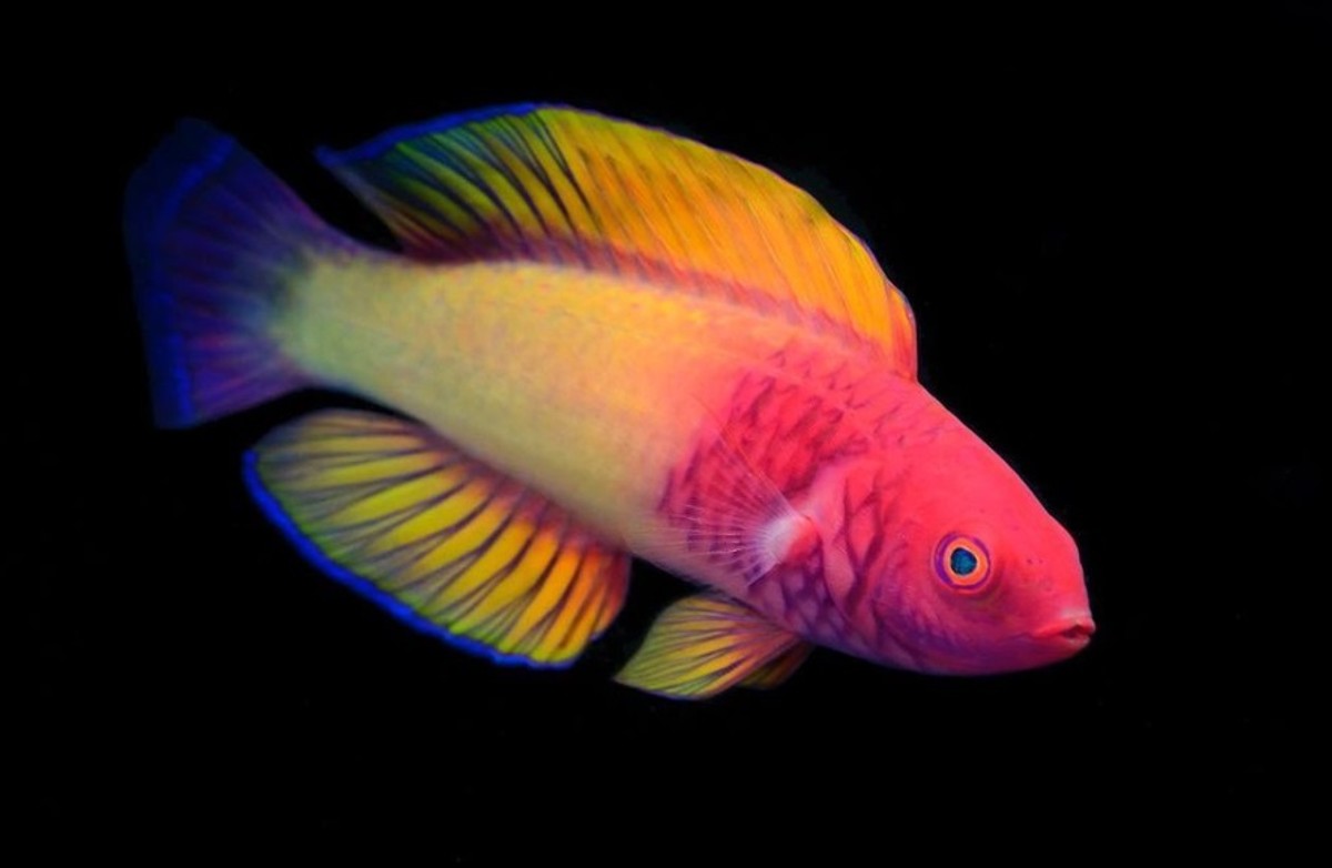 Narodí sa ako samica a postupne sa zmení na samca. Vedcov uchvátila ...