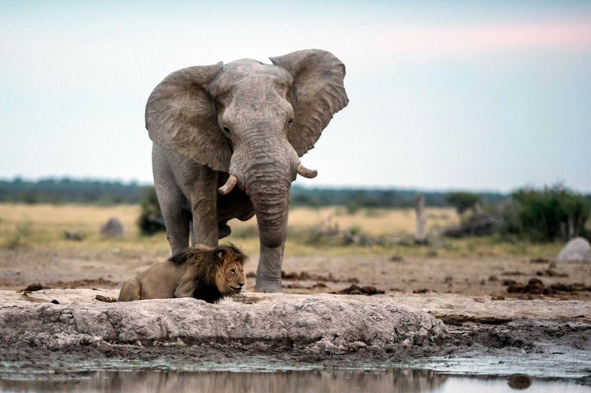 Pytliak chcel zabiť nosorožca. Udupal ho slon a následne ho zožrali ...