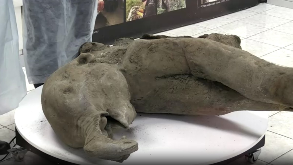 Na Sibíri objavili 50-tisíc rokov staré pozostatky mamuta | TVNOVINY.sk