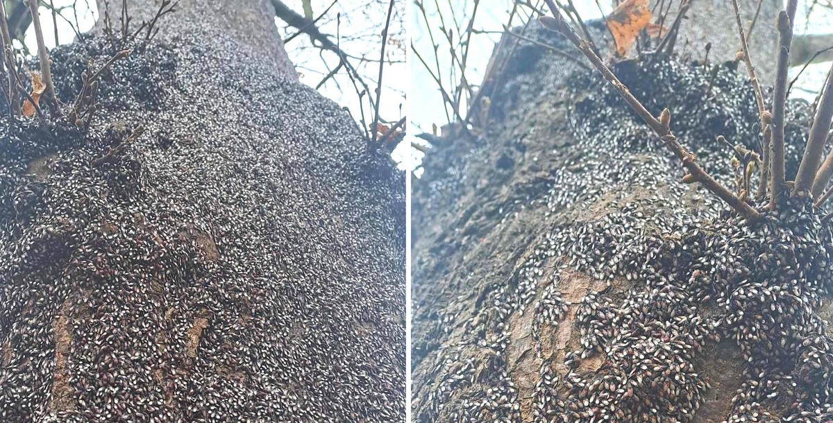 V Poľsku sa nekontrolovateľne šíri invázny druh chrobáka | TVNOVINY.sk