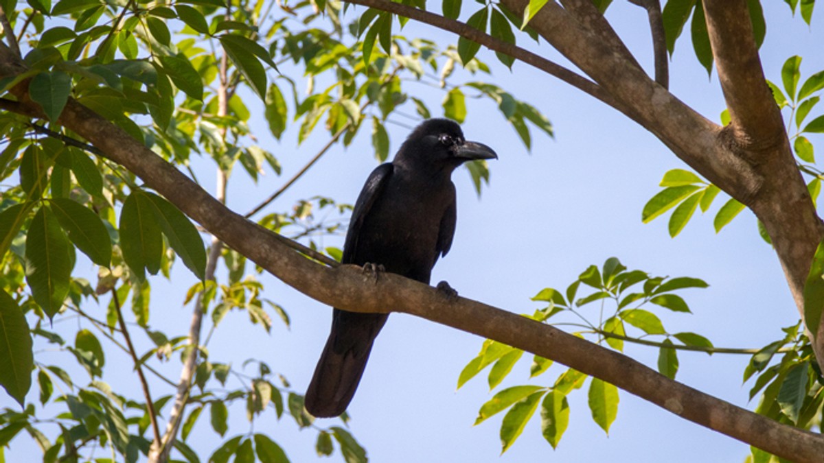 Test odhalil zaujímavý fakt: Vrana dôvtipná je taká šikovná ako malé ...