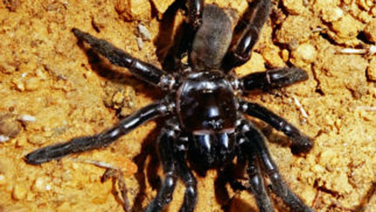 Zahynul najstarší pavúk na svete. Neuveriteľné, koľko sa dožil rokov ...