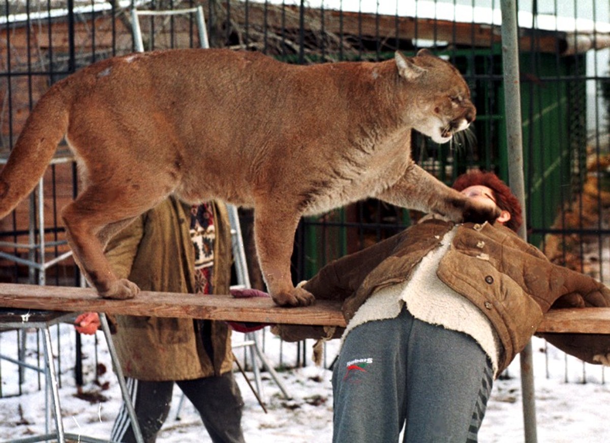 Na južnej Morave, neďaleko slovenských hraníc, sa vraj potuluje veľká ...