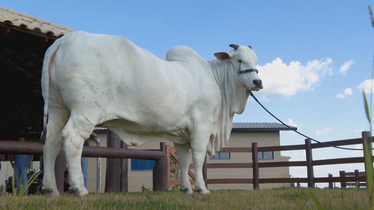 V Brazílii žije najdrahšia krava na svete. Nonstop ju strážia ...