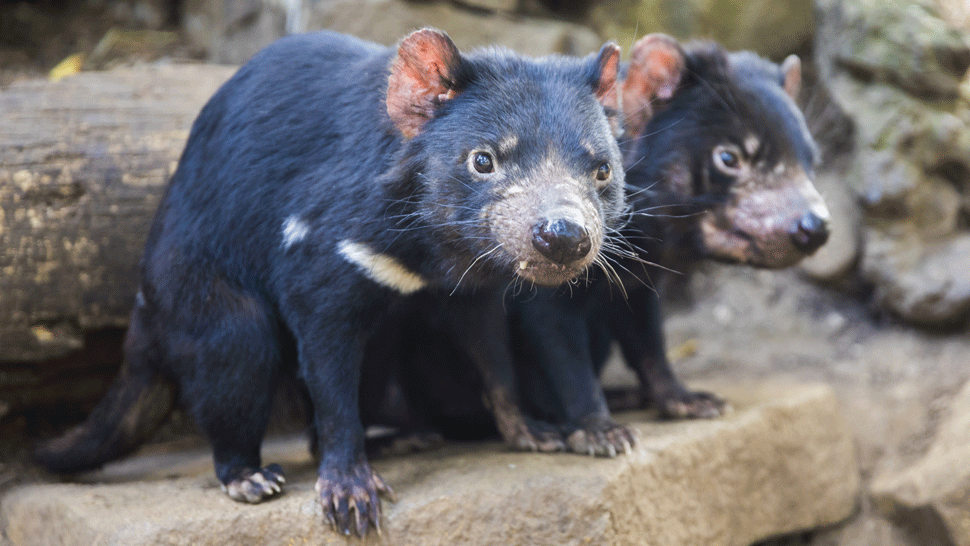 Pred 3000 rokmi na kontinente úplne vyhynuli. Tasmánski diabli sa ...