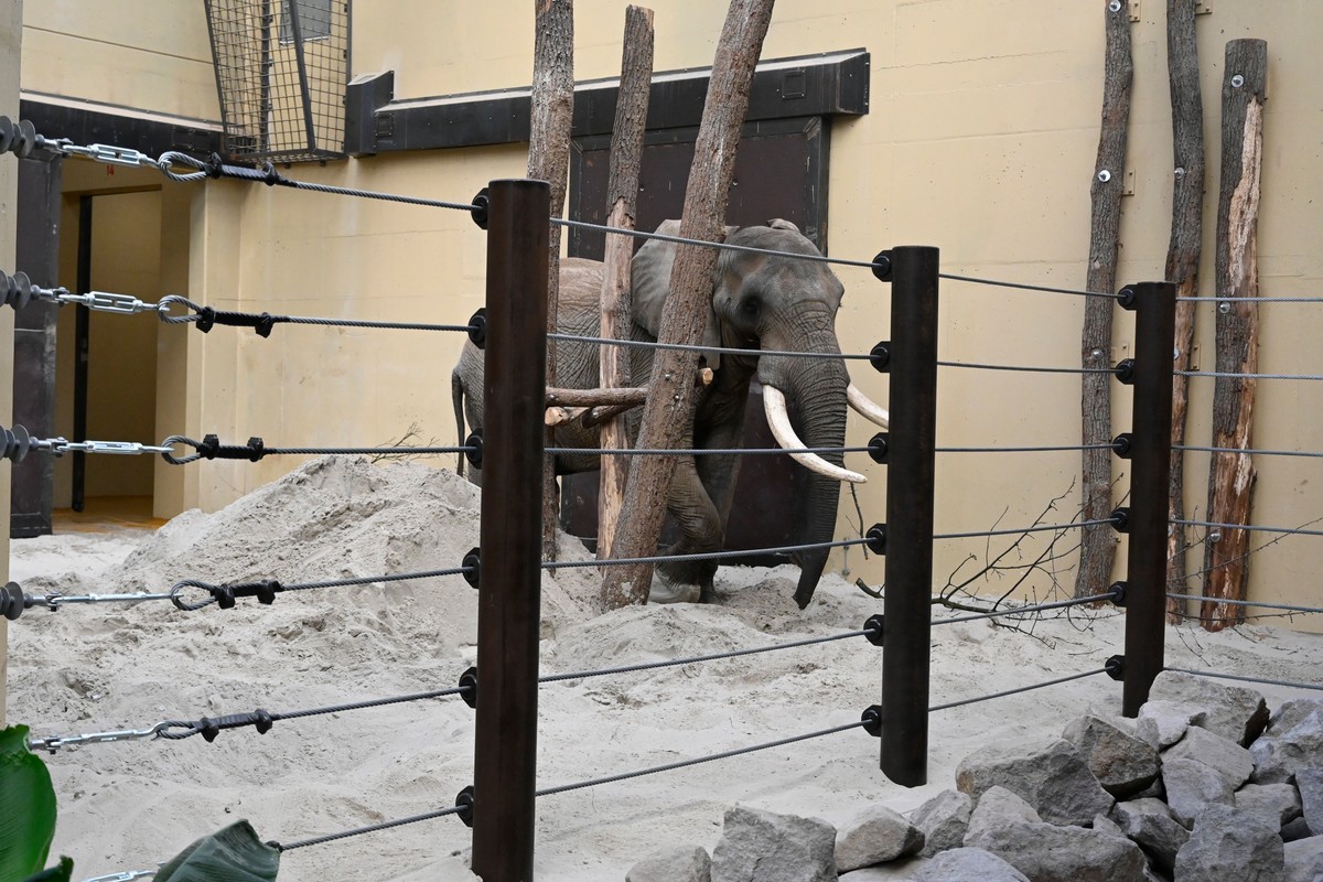 Zo Zimbabwe na Slovensko. ZOO v Bojniciach privítala nového člena ...