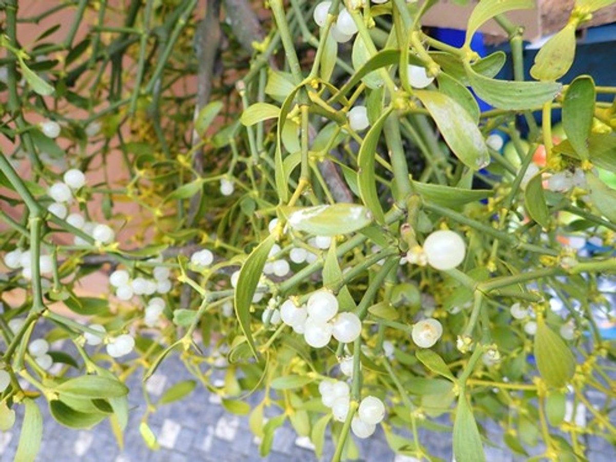 Imelo: Symbol Vianoc s liečivými účinkami | TVNOVINY.sk