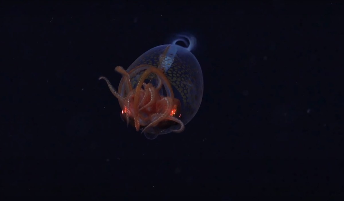 Kalmár Hamiltonov je záhadným obrom oceánov | TVNOVINY.sk