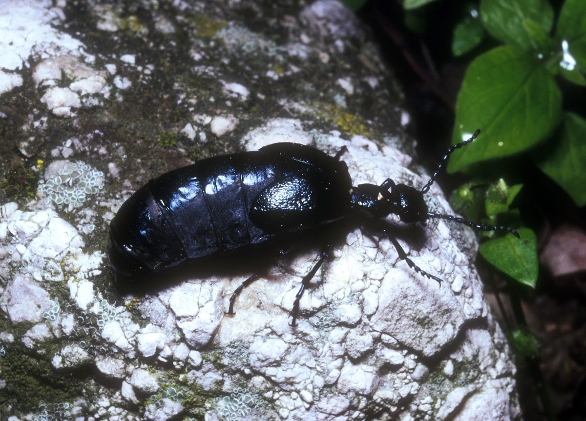 Na Slovensku sa premnožil nebezpečný chrobák. Pozor, je prudko jedovatý ...