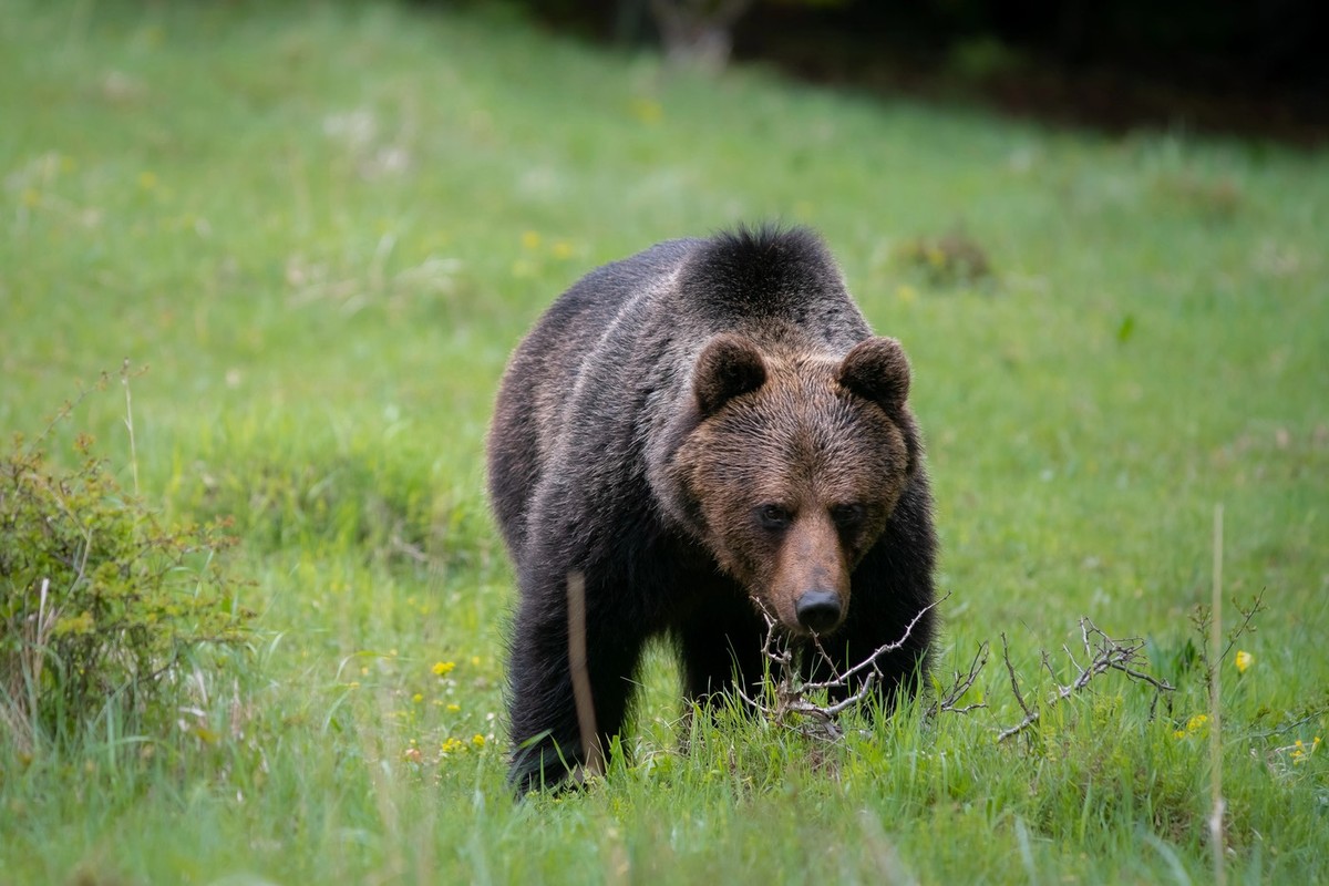 Zrážka auta s medveďom na strednom Slovensku: Zviera je zrejme zranené ...