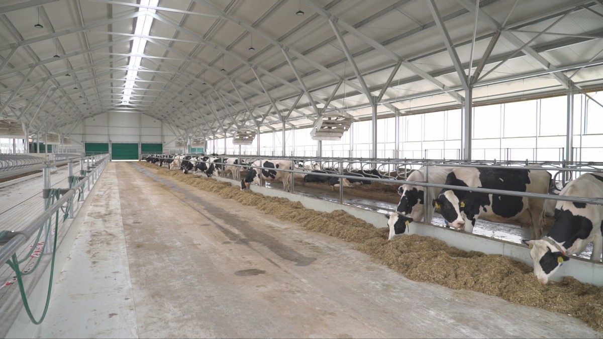 Staré kravíny nahrádzajú luxusné maštale. Sľubujú si od toho viac ...