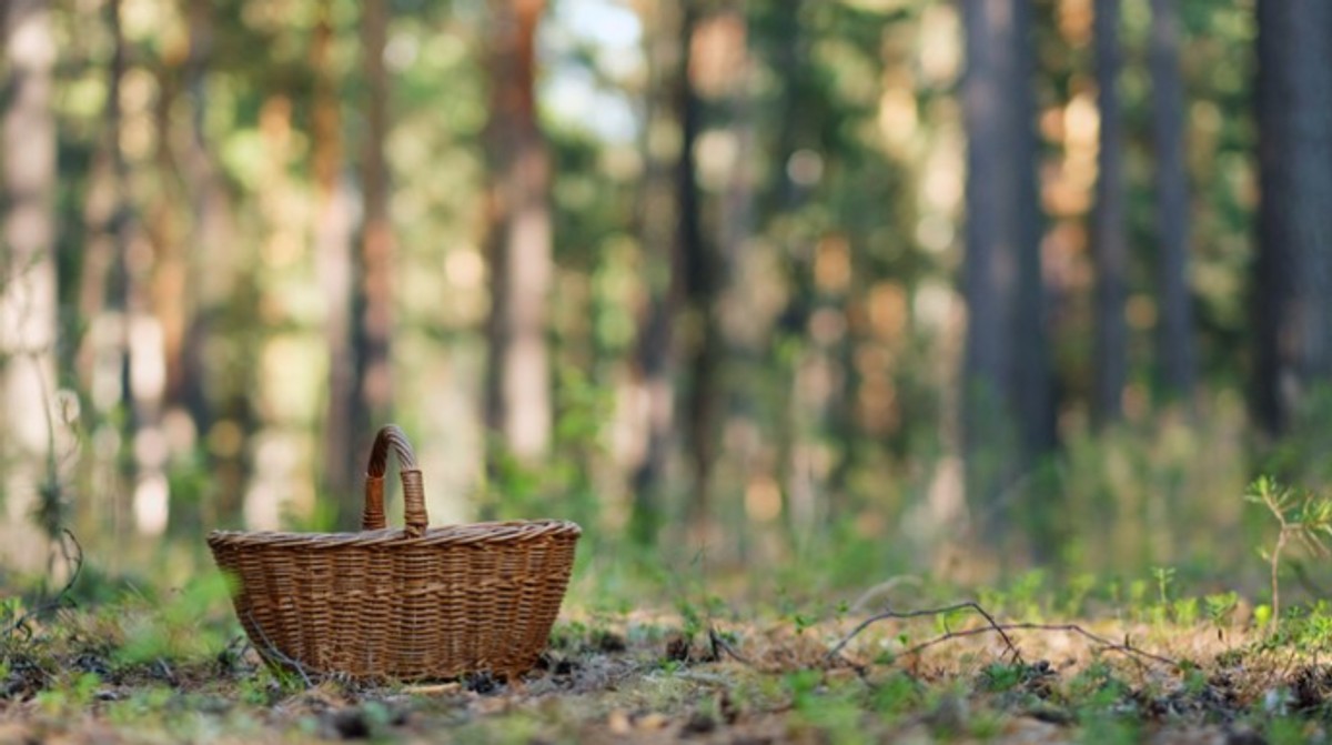 Aj v novembri sa dajú nájsť dubáky do vianočnej kapustnice. Odborník ...