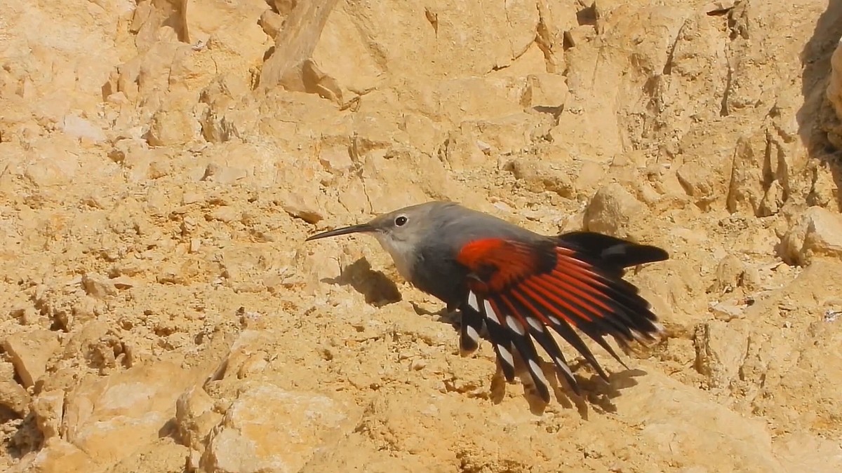 Vtákom roka sa stal murárik červenokrídly. Fascinuje svojím zafarbením ...