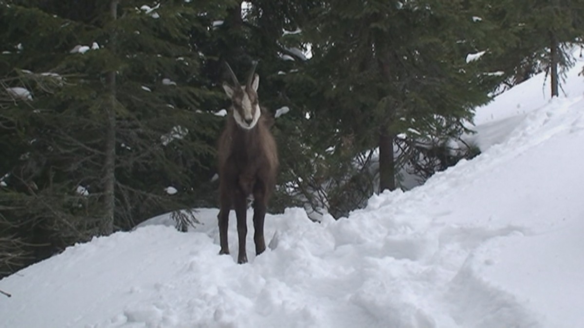 Rarita z Vysokých Tatier: Turisti stretli kamzíka tam, kde ho nečakali ...