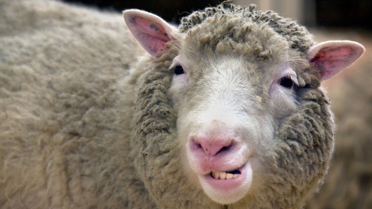 Najslávnejšia ovca na svete nikdy nevidela Slnko a nežrala trávu ...