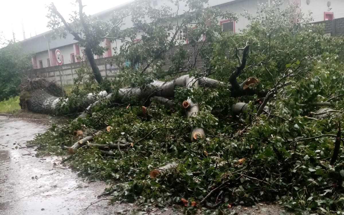 Okrem dažďa v noci úradoval aj silný vietor. V Bratislave opäť vyvracal stromy | TVNOVINY.sk