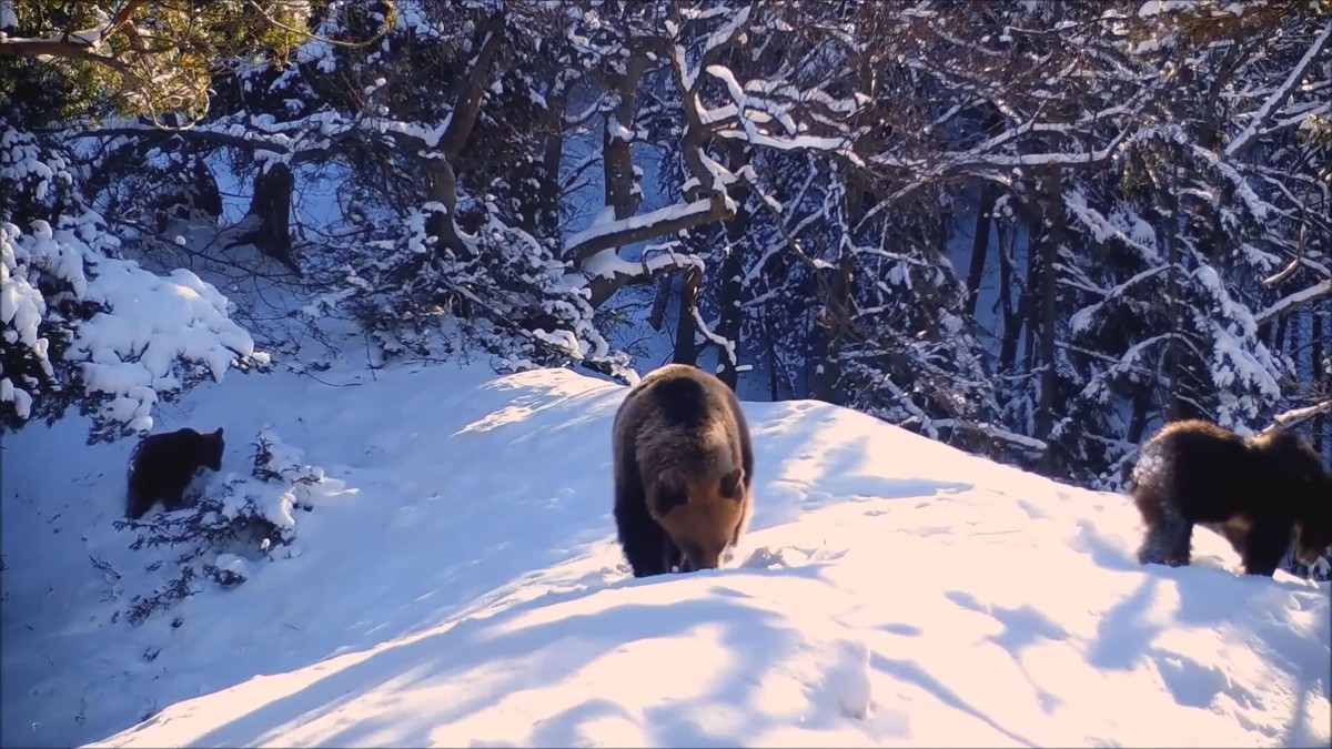 Monitoring šeliem v Malej Fatre ochranárov sklamal. Čakalo ich však ...