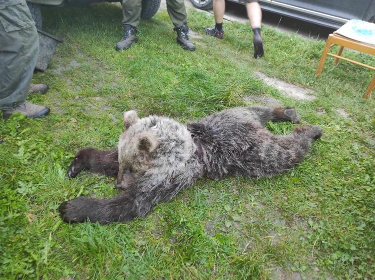 FOTO: Na Turci auto usmrtilo medveďa. Ide zrejme o jedinca, ktorému ...