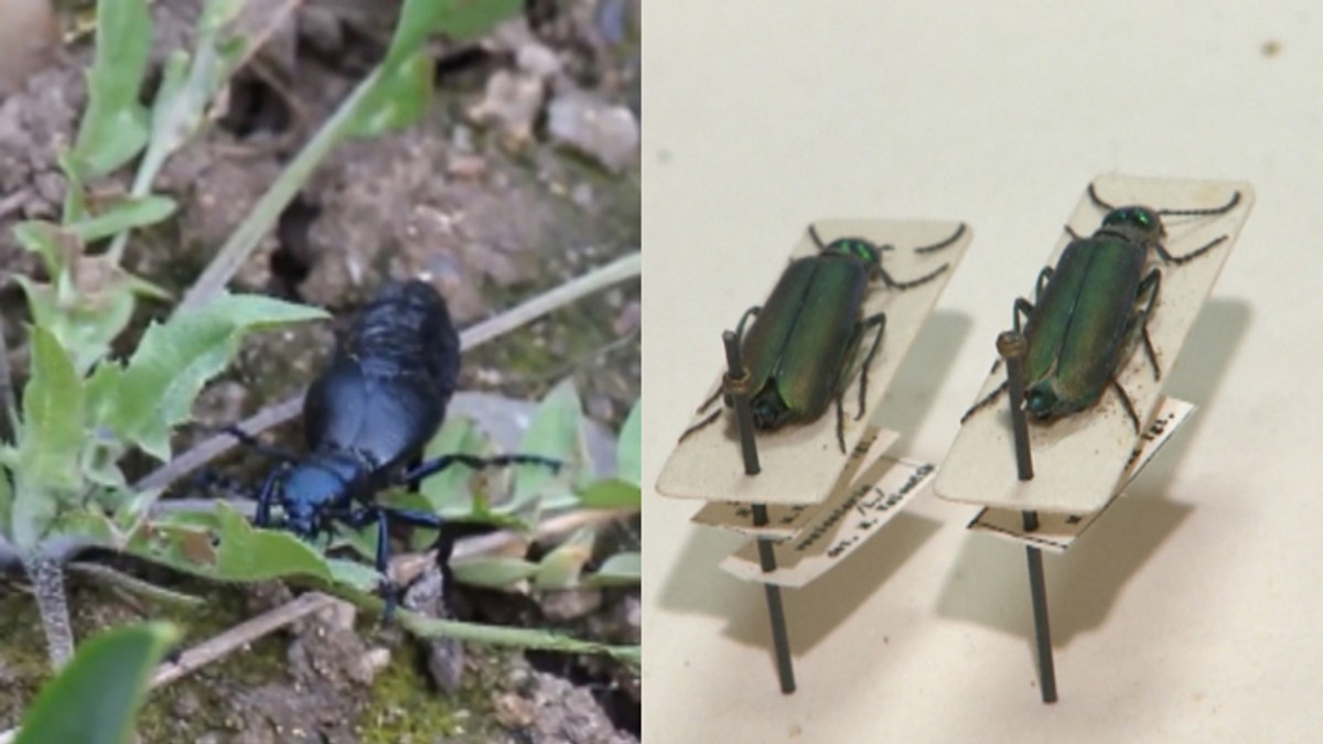 Nebezpečné chrobáky! Na tieto druhy by ste si mali dávať pozor aj na ...