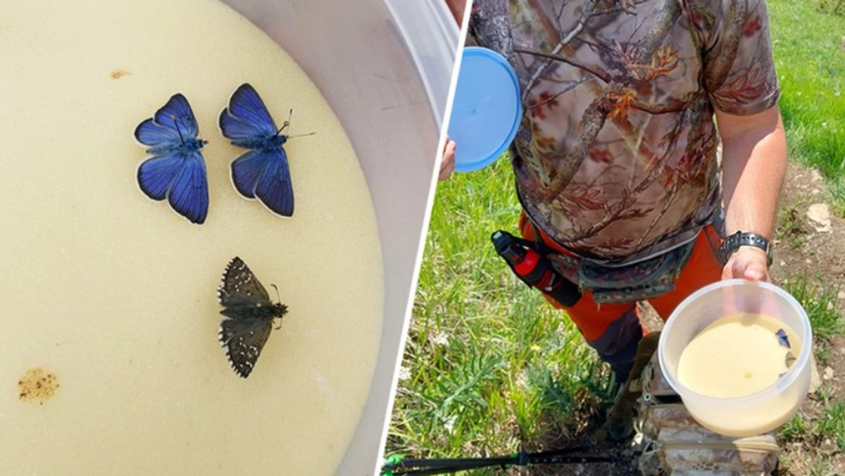 Čecha chytili v TANAP-e ho pri love veľmi vzácnych motýľov | TVNOVINY.sk