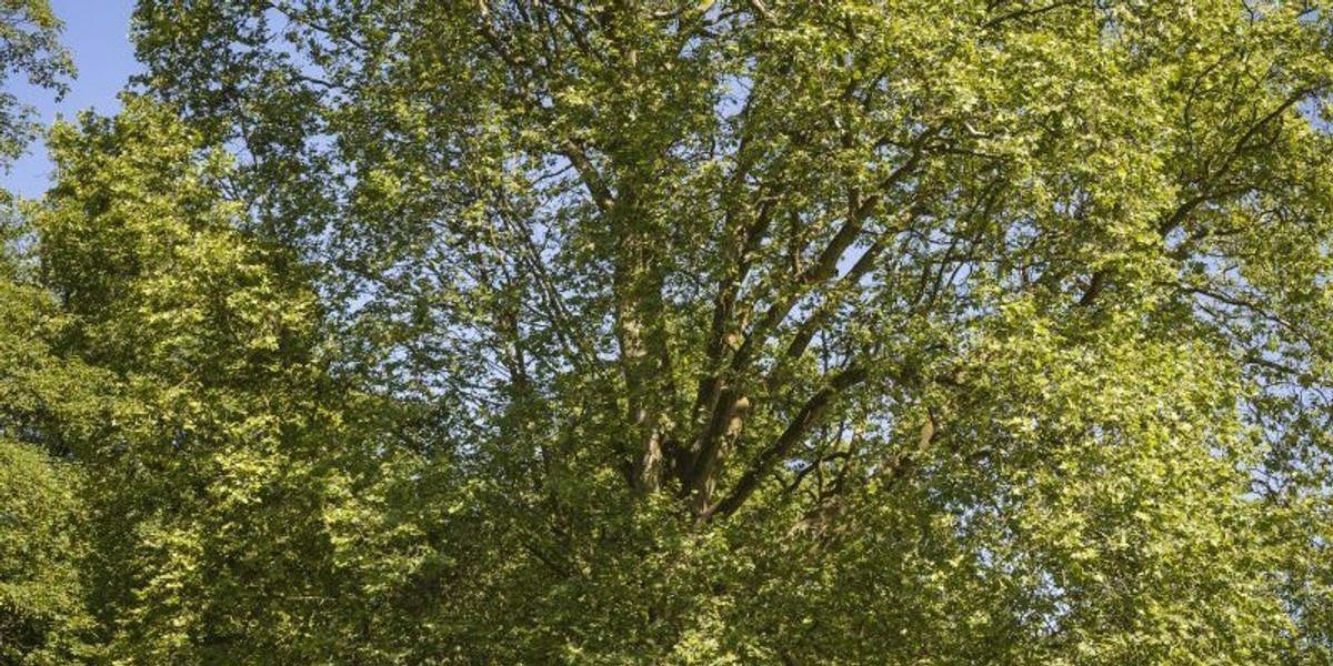 Slovenský Strom roka 2016: Pod zemou je neoddeliteľne spojený s chorým ...