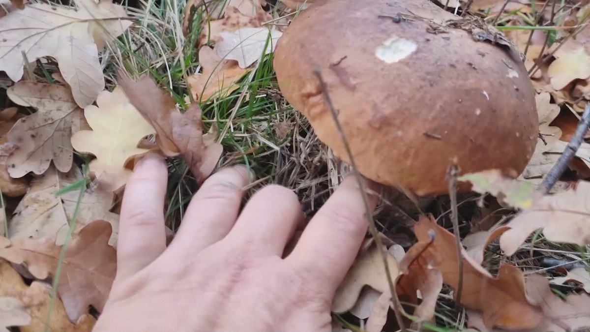 Hubári dokážu v lesoch stále plniť košíky hubami. Našli sme aj ...