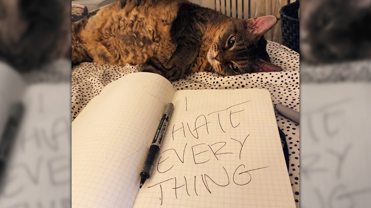 Mačka Grumpy má nasledovníčku. Hviezdou sociálnych sietí sa stala večne ...